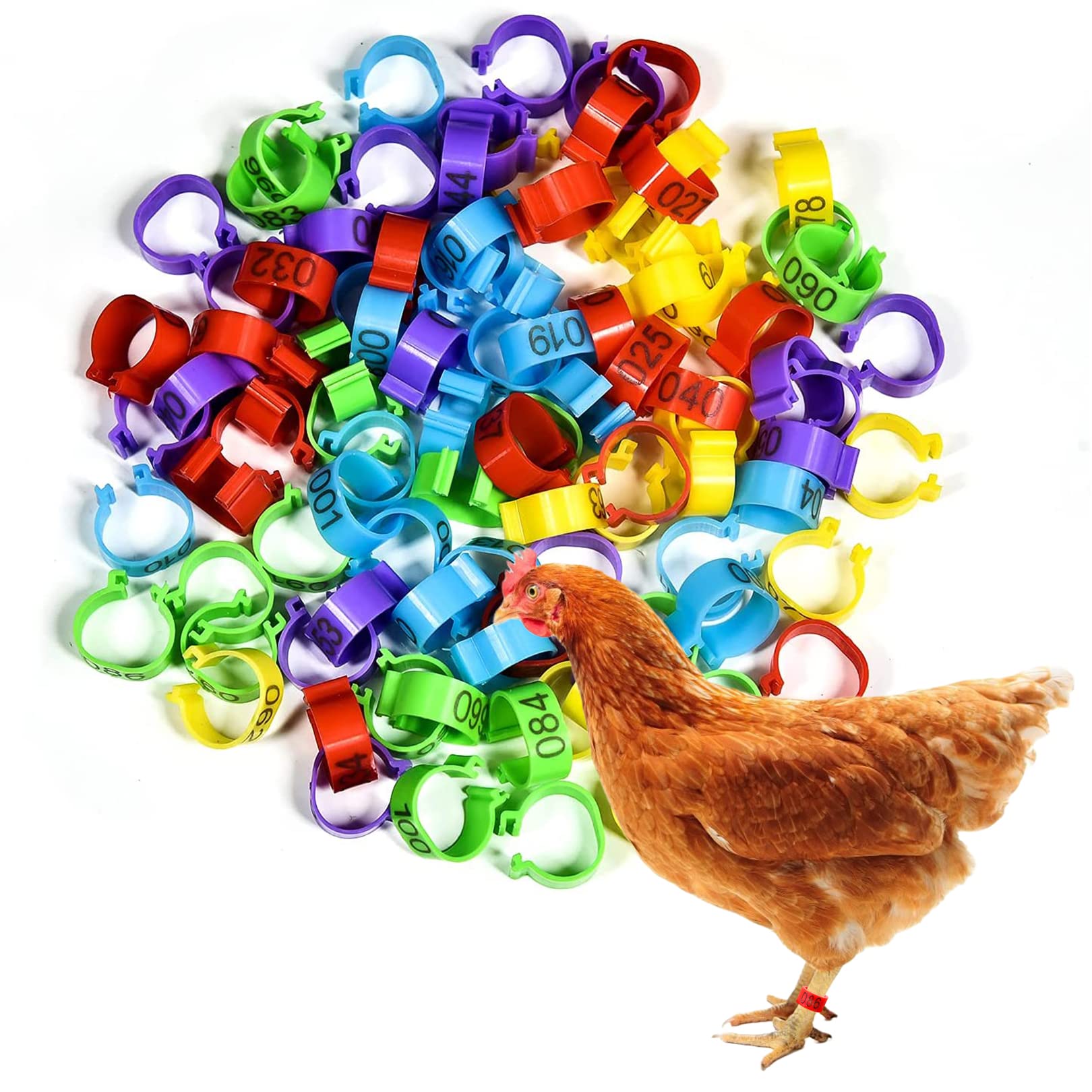 Buy 100Pcs 8mm Chicken Birds Leg Rings,Colorful Numbered Chicken Birds ...