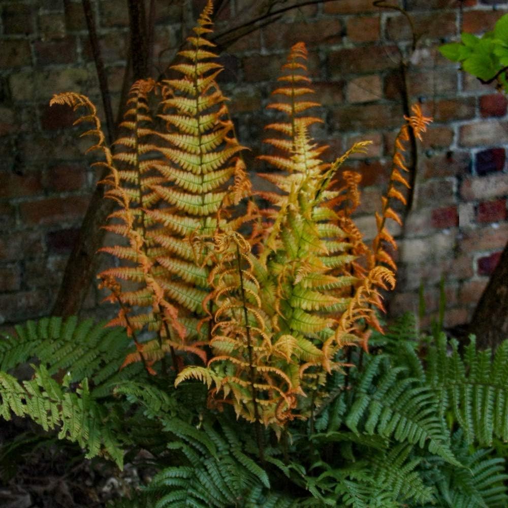 YouGarden Alpine Wood Fern 'Jurassic Gold', Established Plant in 9cm ...