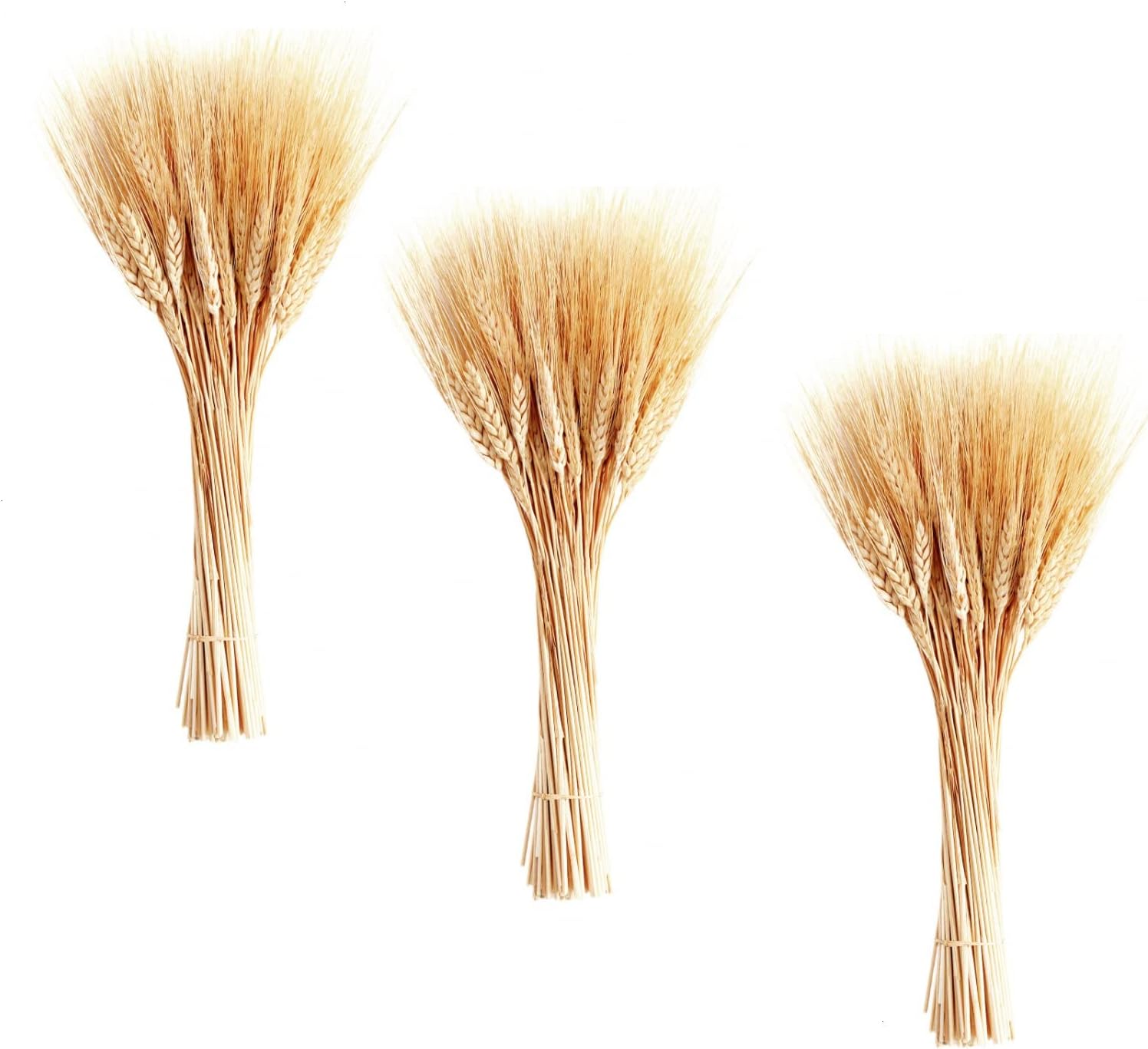 Amazon.com: Geosar 600 Stems 16 Inch Dried Wheat Sheaves Natural Wheat ...