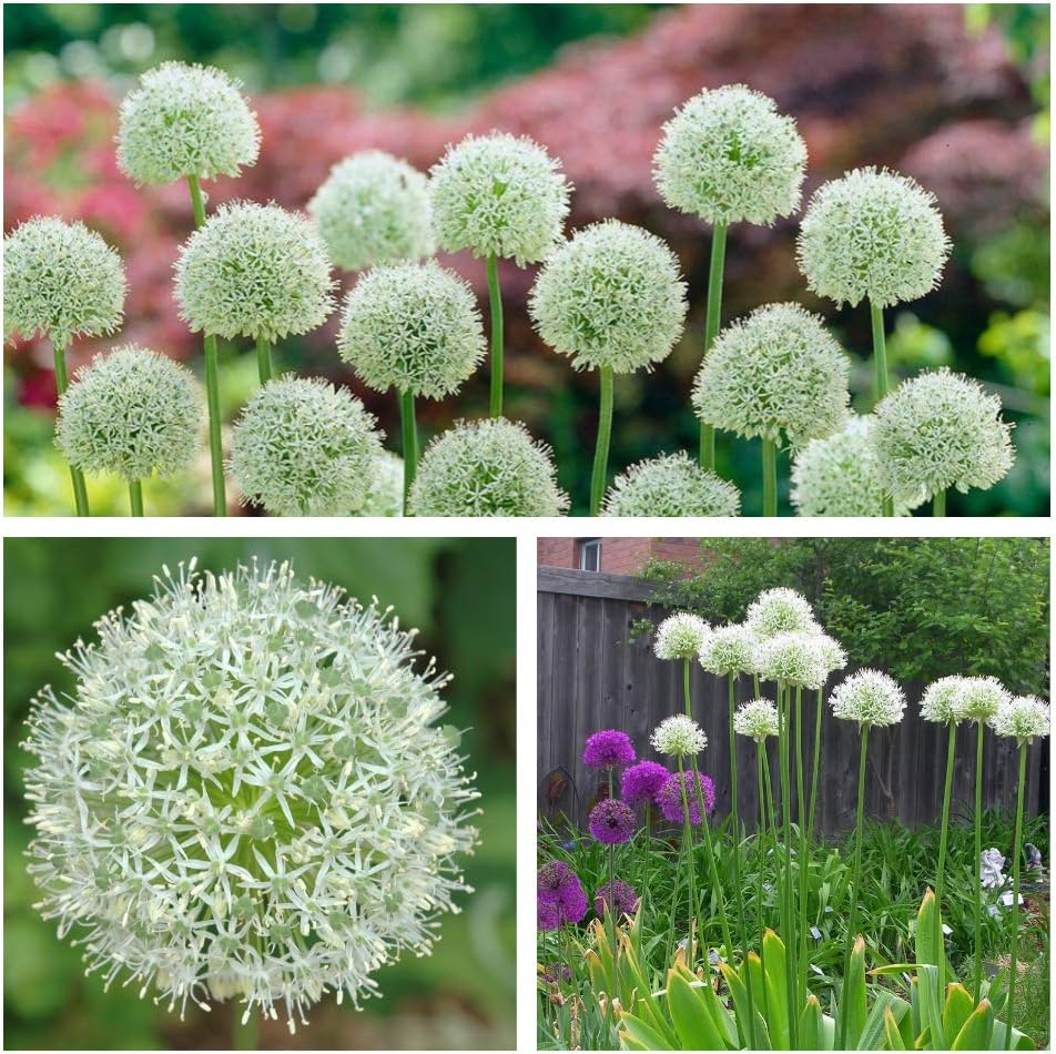 Allium Mount Everest Flower Bulbs (3) Pretty White Star Shaped Spring ...