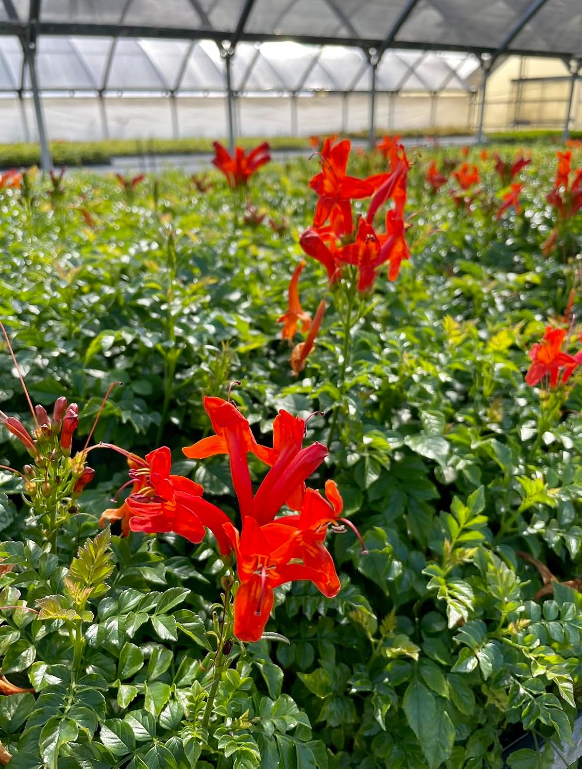 Amazon.com : Generic Orange Honeysuckle Starter Plant Garden Shrub ...