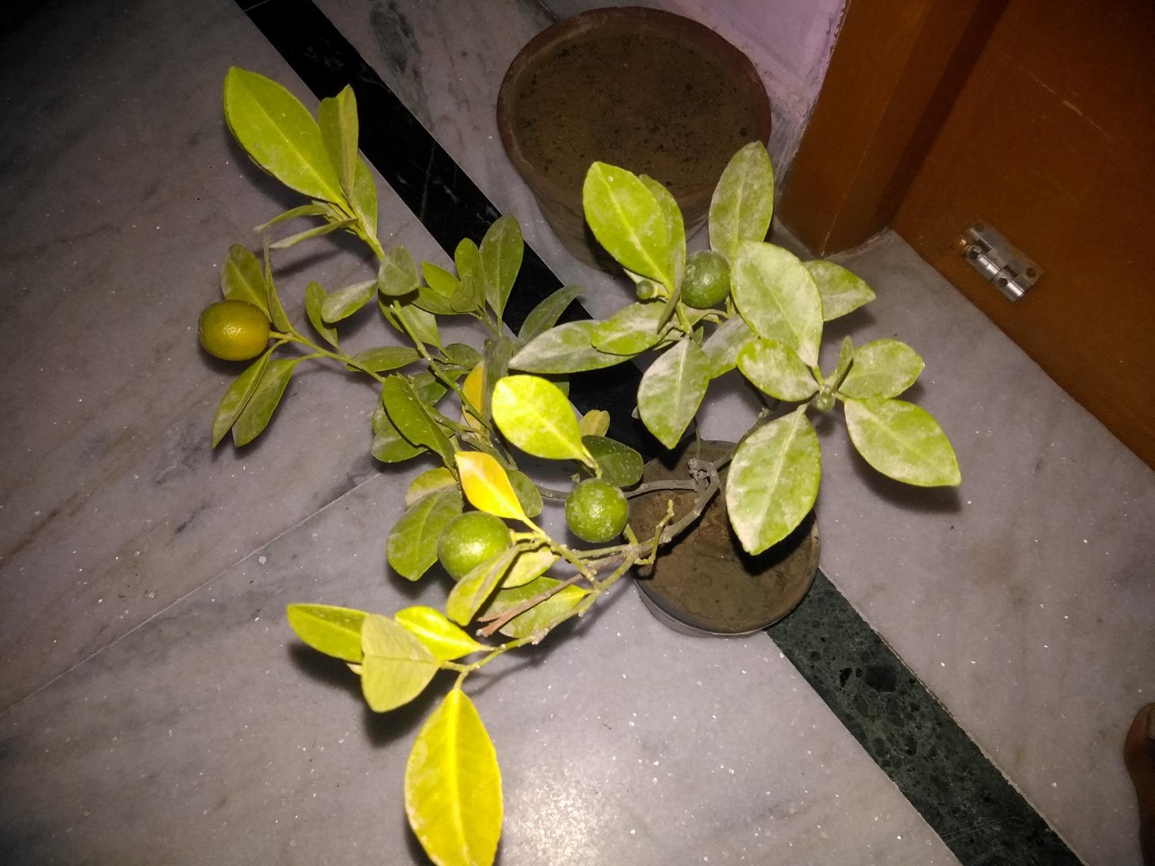 Plants Point Fruit Live Plant - Dwarf Orange Plant Tangerine (Santra ...