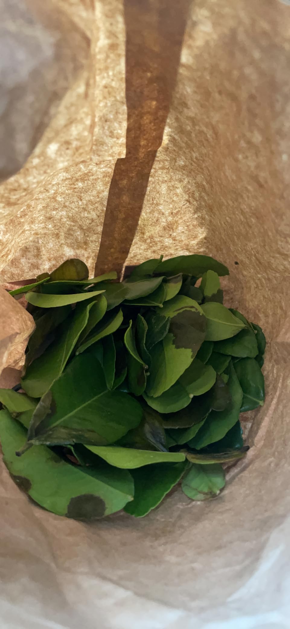 Amazon.com : Fresh Kaffir Lime Leaves (Thai Lime Leaves) 1 Oz. ใบมะกรูด ...