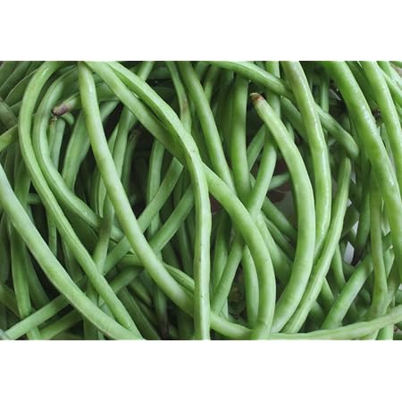 Creative Farmer Vegetable Seeds : Cowpea Seeds Medium Long Bean ...
