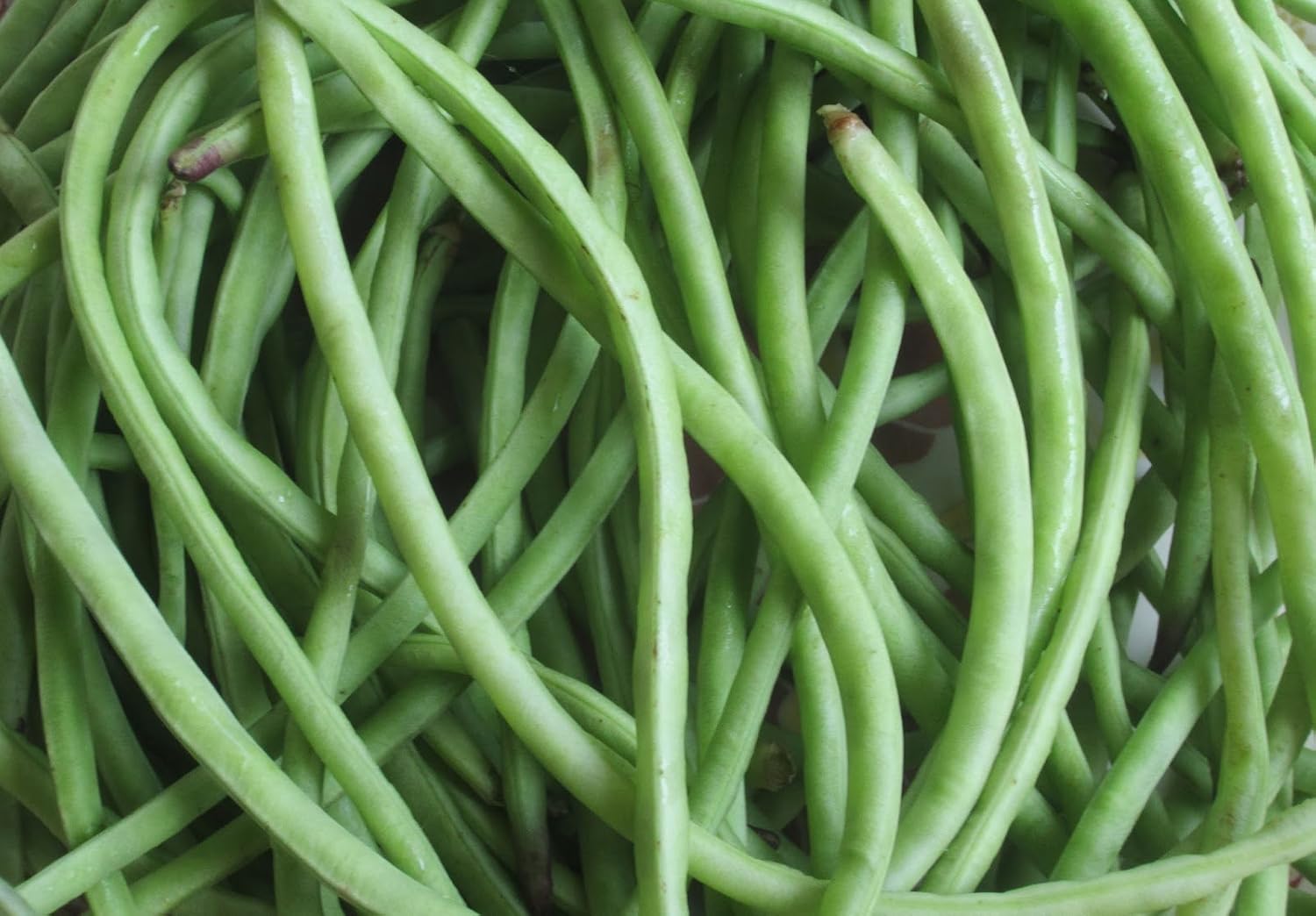 Creative Farmer Cowpea/Lobia/Sheng Chawli Seeds - Kitchen Gardening ...