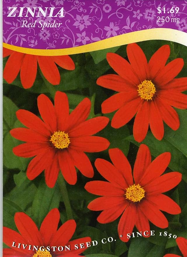 Amazon.com : Zinnia - Red Spider : Flowering Plants : Patio, Lawn & Garden