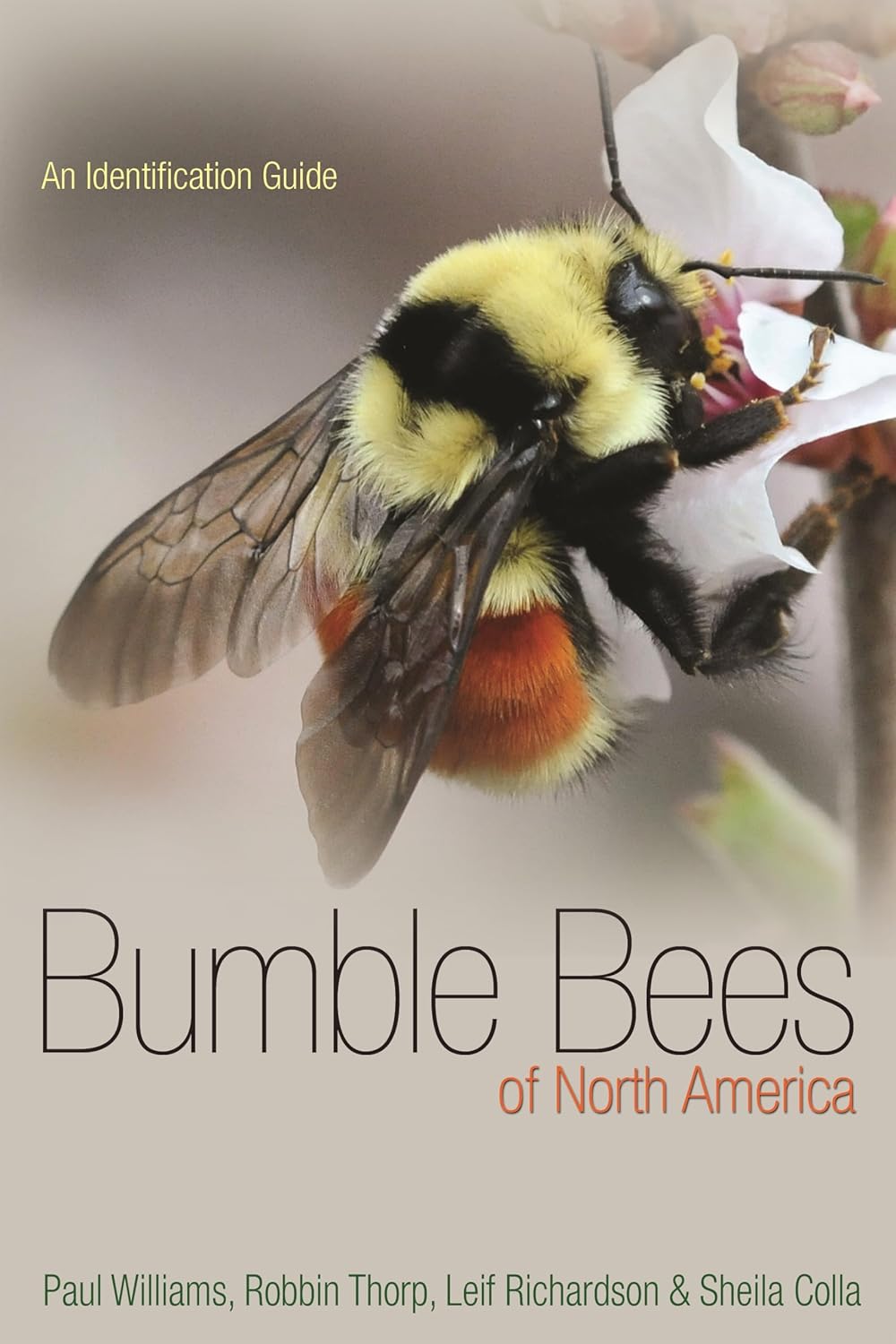 Bumble Bees of North America: An Identification Guide: Williams, Paul H ...