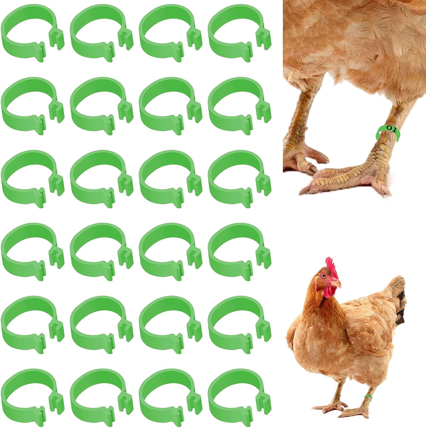Amazon.com: 100Pcs Chicken Inner Diameter 16/18/20/25mm Foot Ring ...