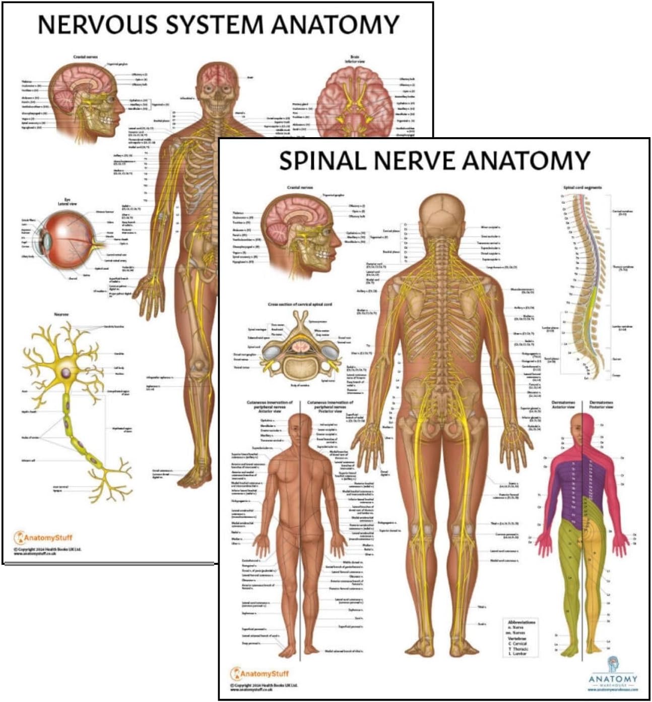 2 PACK Nervous and Spinal Nerves Anatomy Poster Set, Bahrain | Ubuy