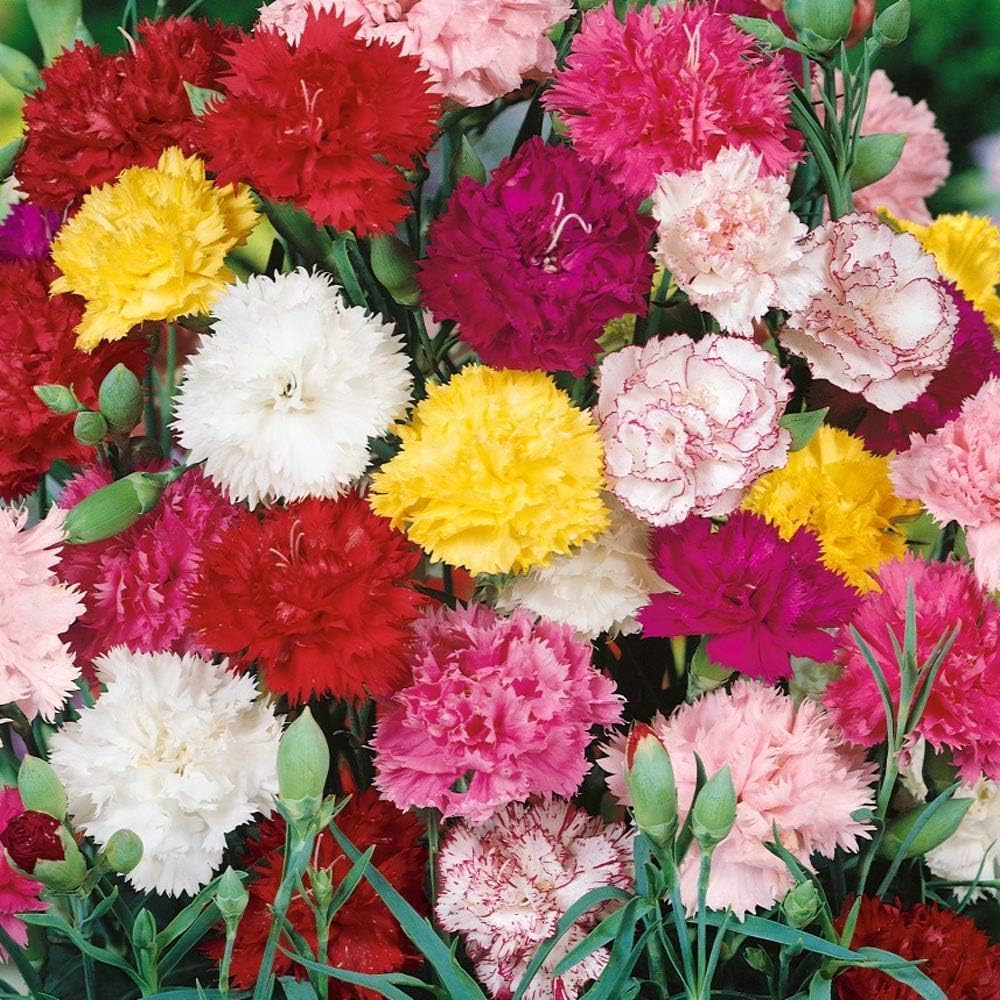 Amazon.com : MySeeds.Co Big Pack - Clove Carnation Seed (5,000 Seeds ...
