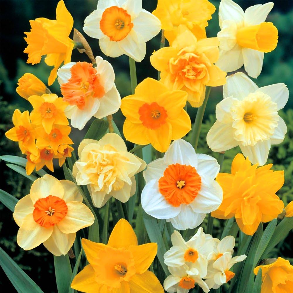 GardenersDream 50 x Mixed Narcissus Bulbs - Spring Flowering Bulbs for ...