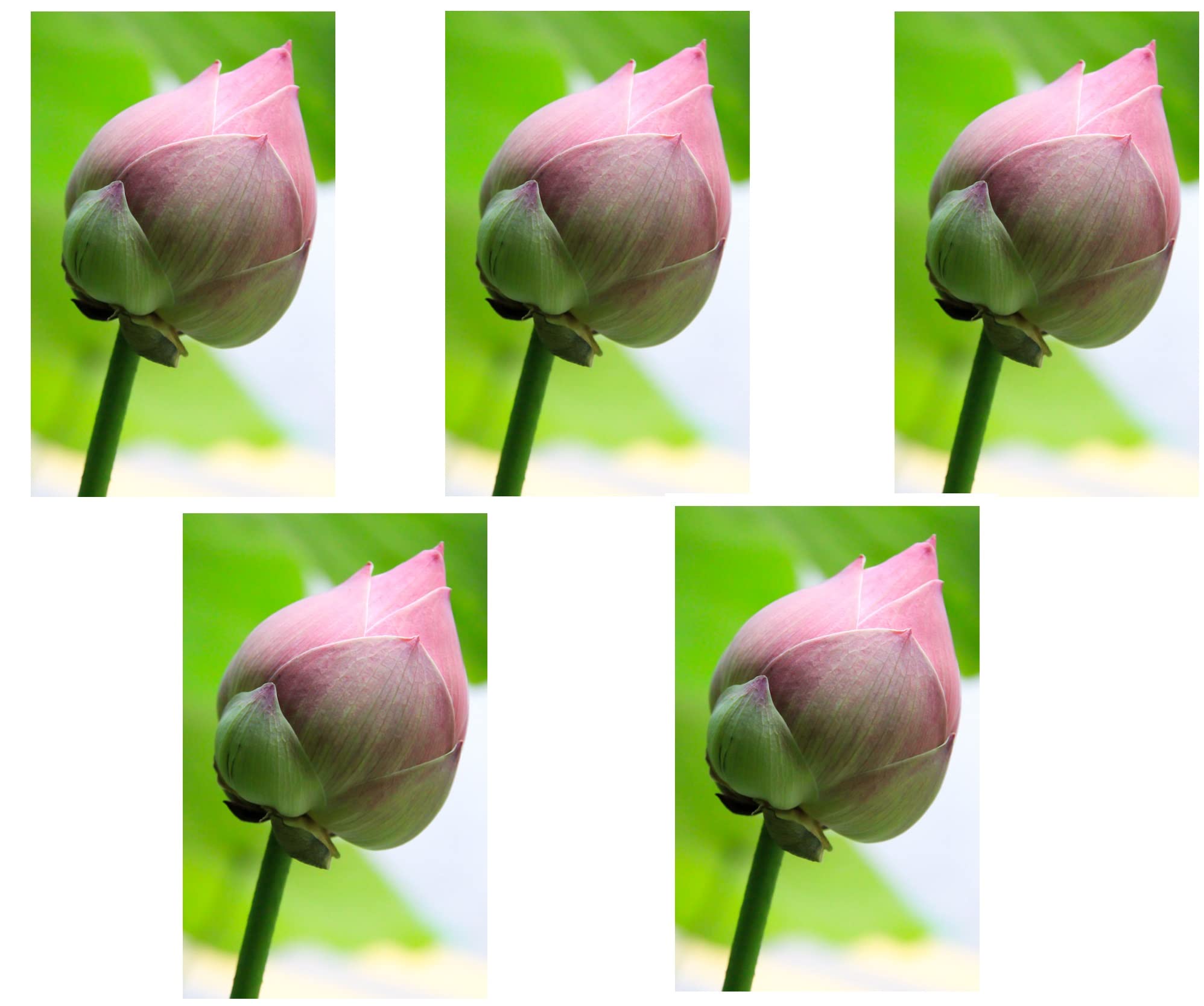 Kamal Ka Phool Flower