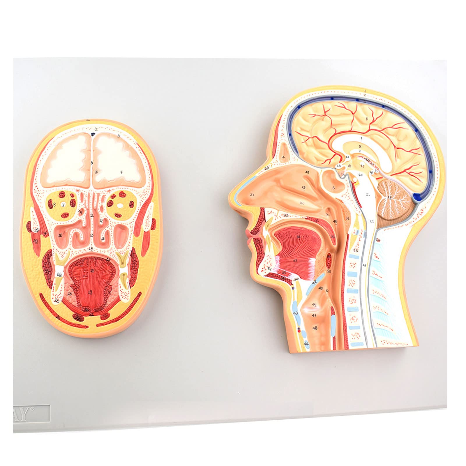 Human Anatomical Half Head Face Anatomy Medical Brain Neck Median ...