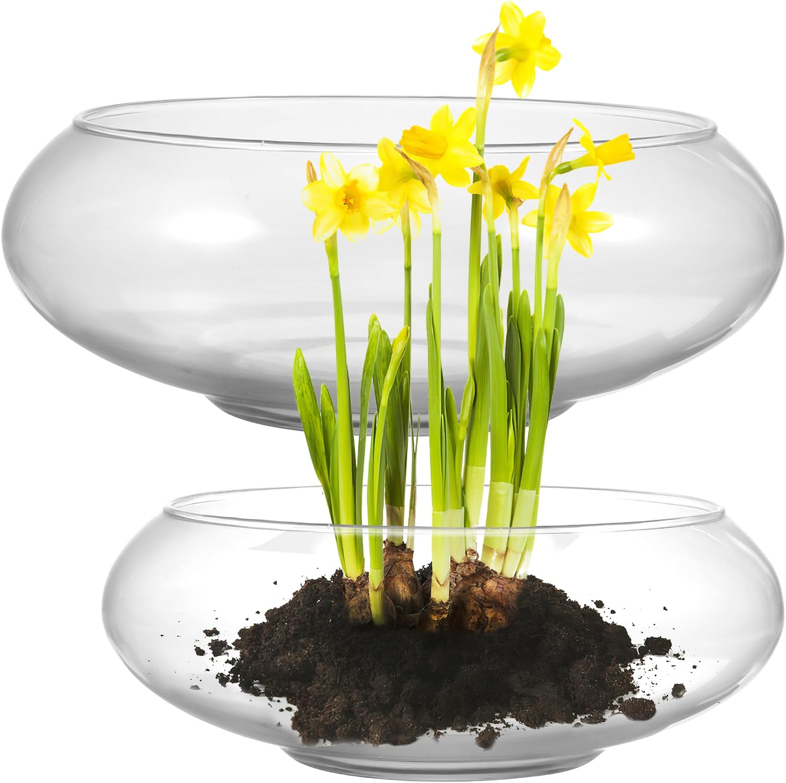 Amazon.com: 2pcs Glass Terrarium Fish Bowls Round Decorative Fish Tanks ...