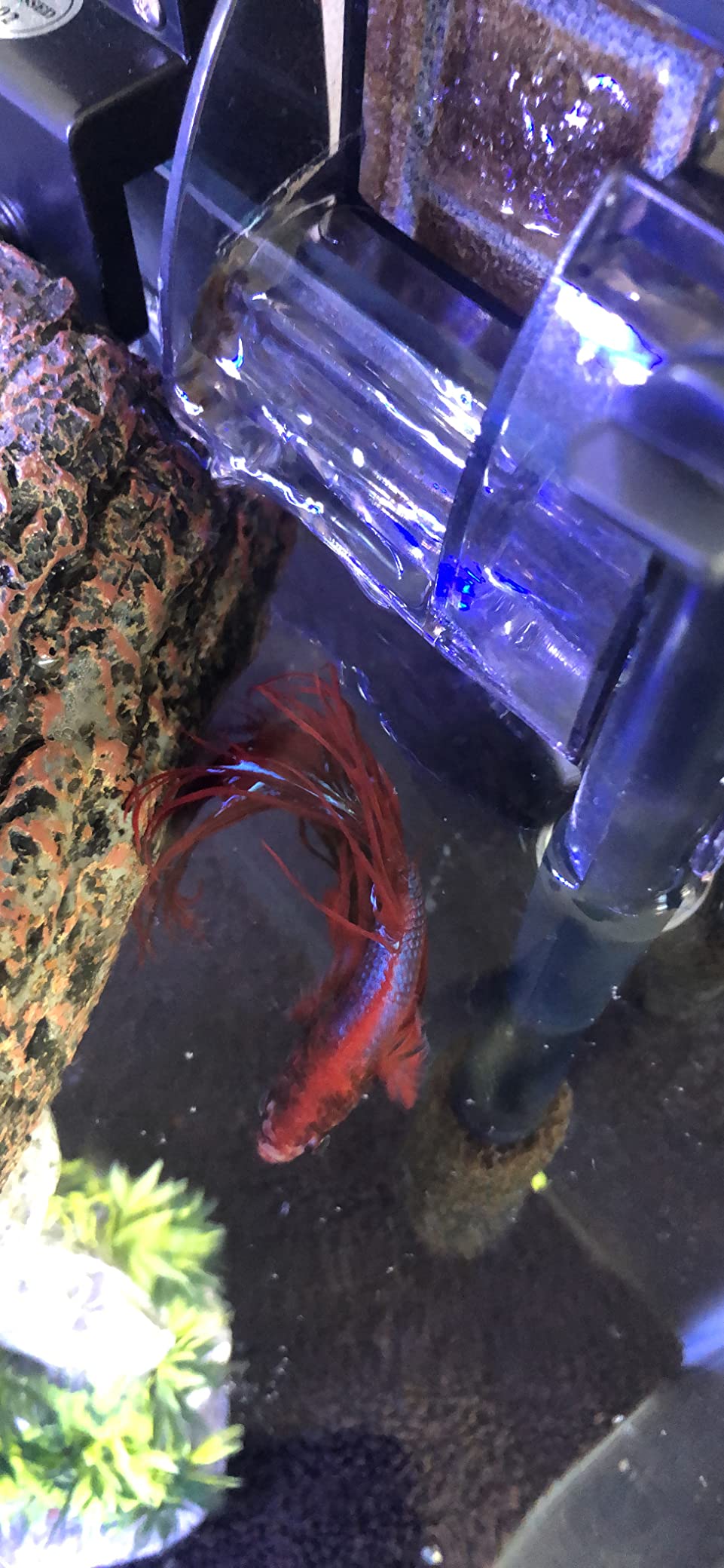 $33/mo - Finance JBJ Rimless Desktop 6 Gallon Curved Glass Aquarium w ...