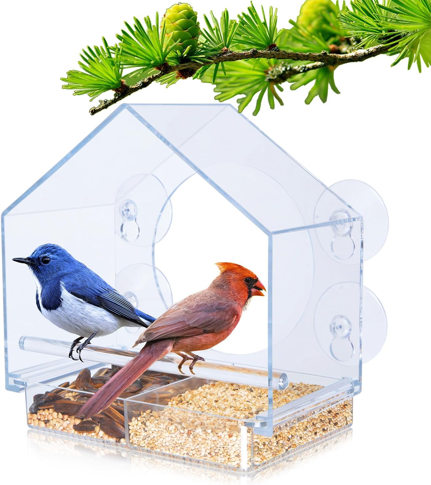 Amazon.com : Window Bird Feeder with Strong Suction Cups, Clear Window ...