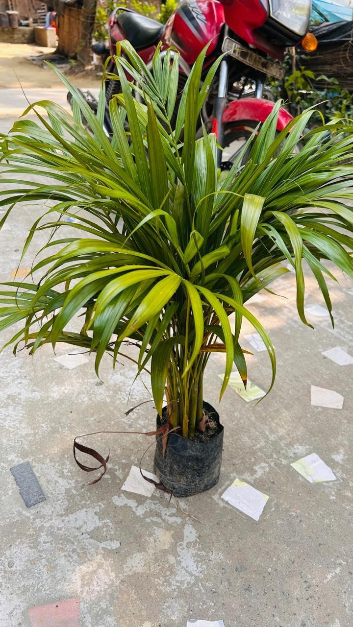 Areca Palm Air Purifier Natural Live Plant (2 to 3 feet) very tall ...