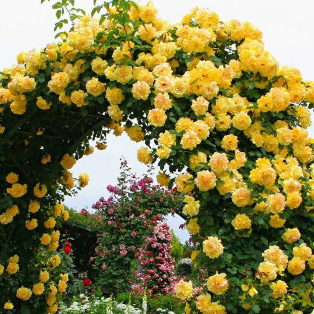 Amazon.com : Yellow Climbing Rose Bush Plant Live, Fragrant Rose Bushes ...
