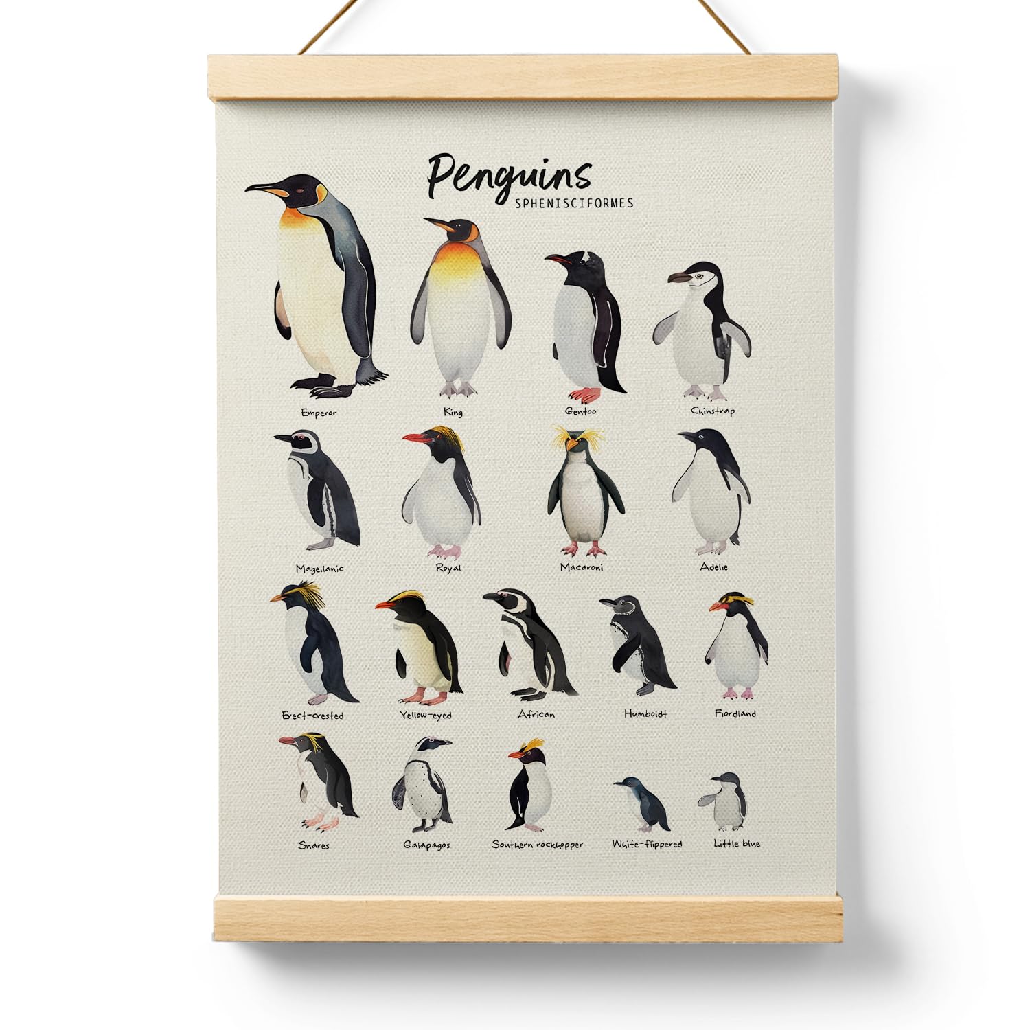 Amazon.com: Ryeolo Penguin Species Wall Art With Wooden Poster Hanger ...