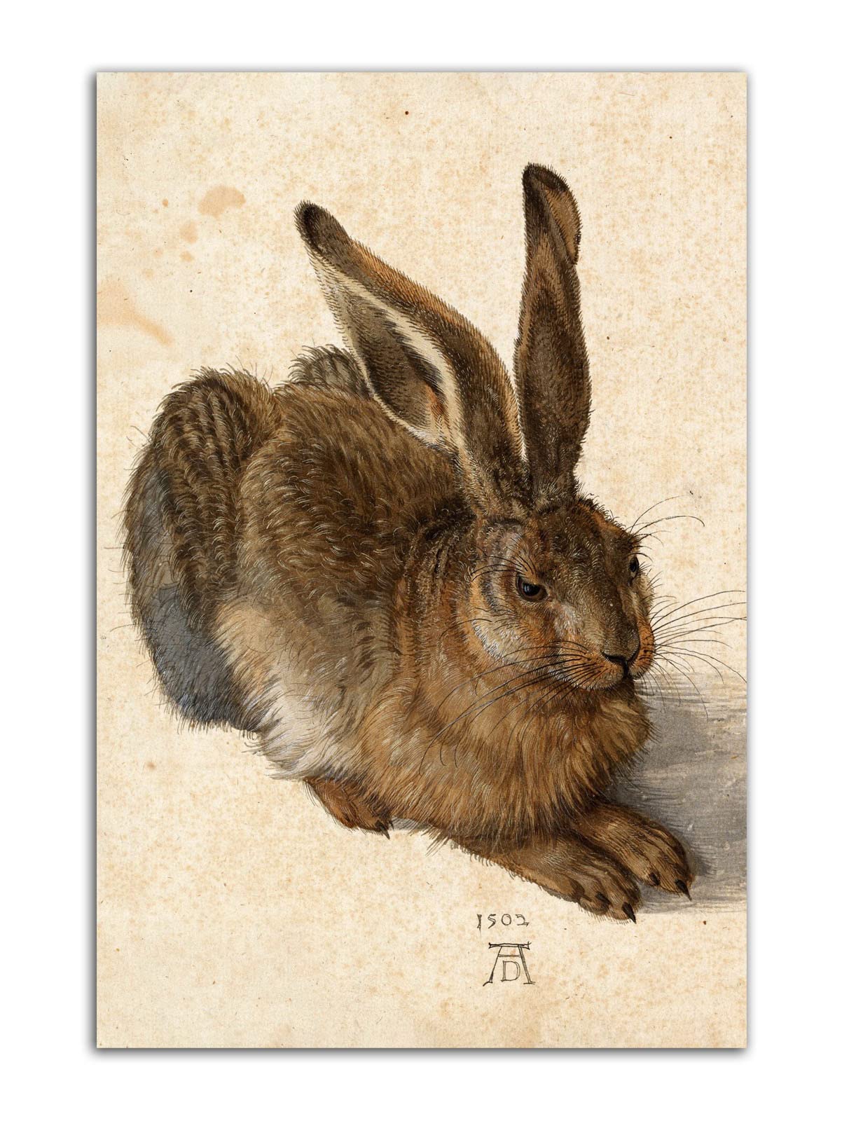 Amazon.com: Vintage Young Wild Rabbit Poster Albrecht Durer Renaissance ...
