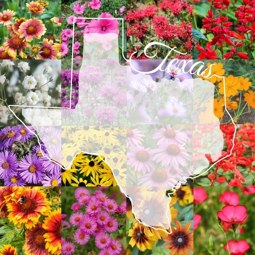 Amazon.com : Eastern Texas Bulk Perennial and Annual Wildflower Seed ...