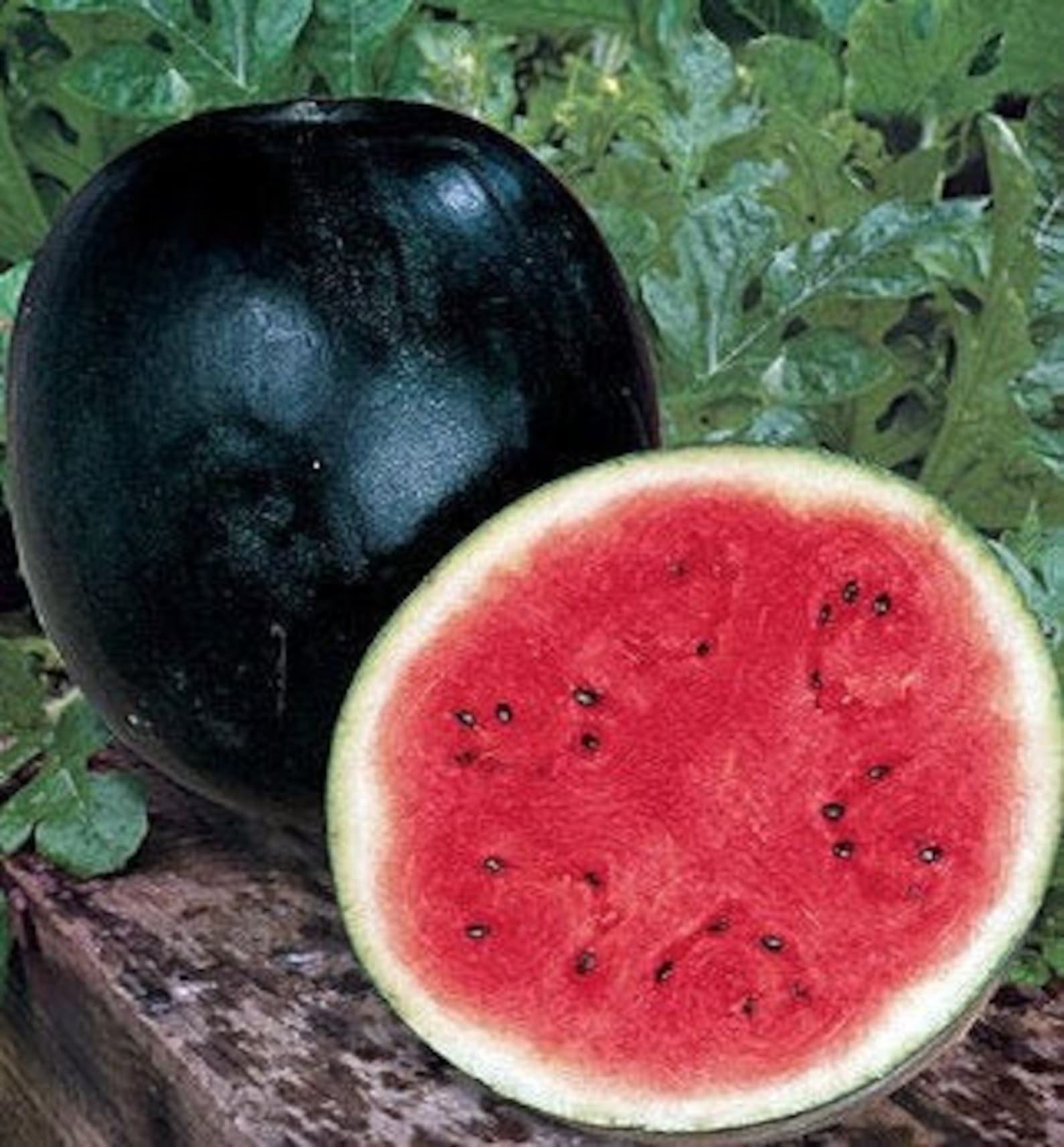 Amazon.com : 50 Black Diamond Watermelon Seeds for Planting Heirloom ...