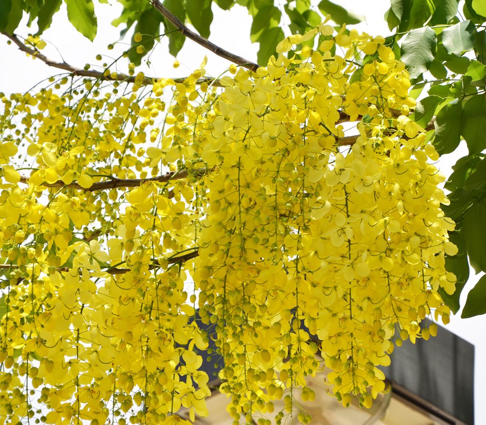 Yellow Flowering Trees