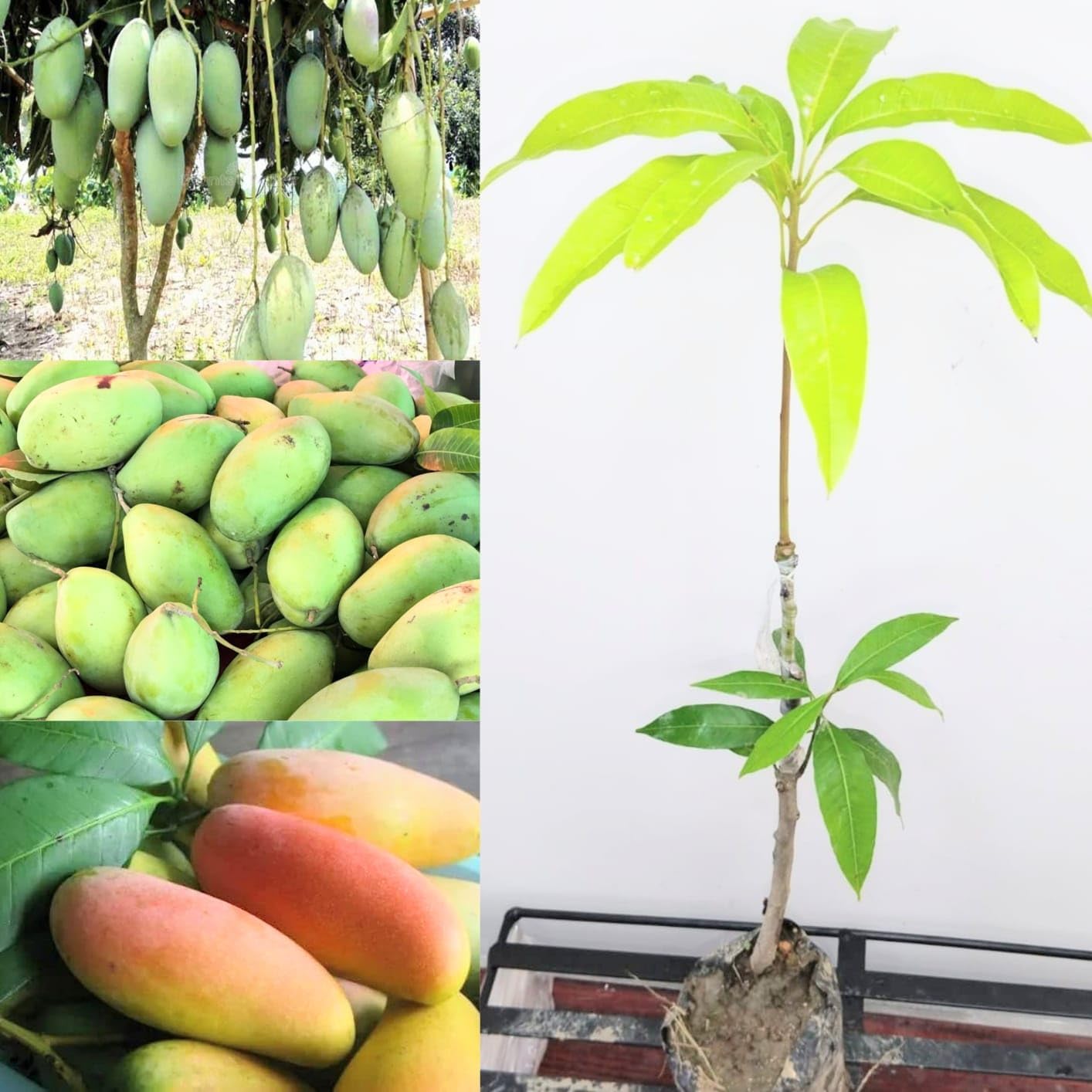 M-Tech Gardens Rare Mango Fruit Plant (Thailand Purple, Grafted Hybrid ...