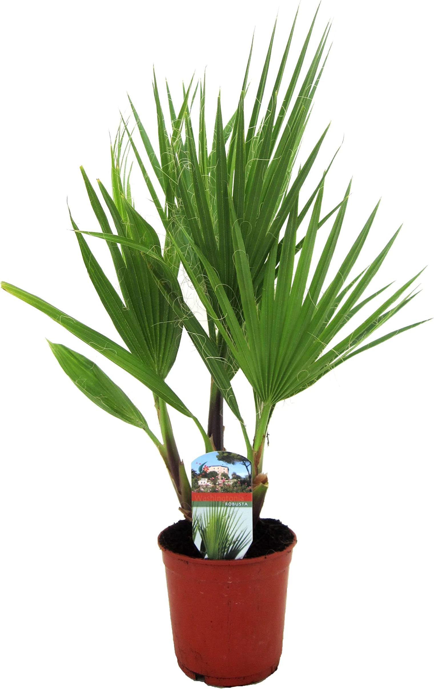 Washingtonia Robusta - Mexikanische Fächerpalme - Palme - Winterhart ...