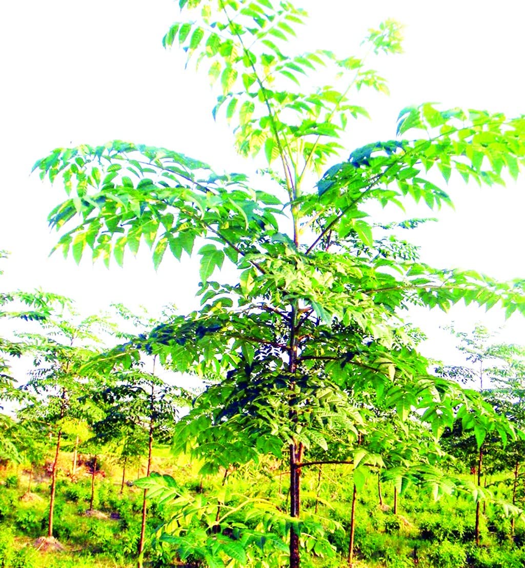 Buy Creative Farmer Malabar Neem Wood (Melia Dubia) Seedling Live Plant ...
