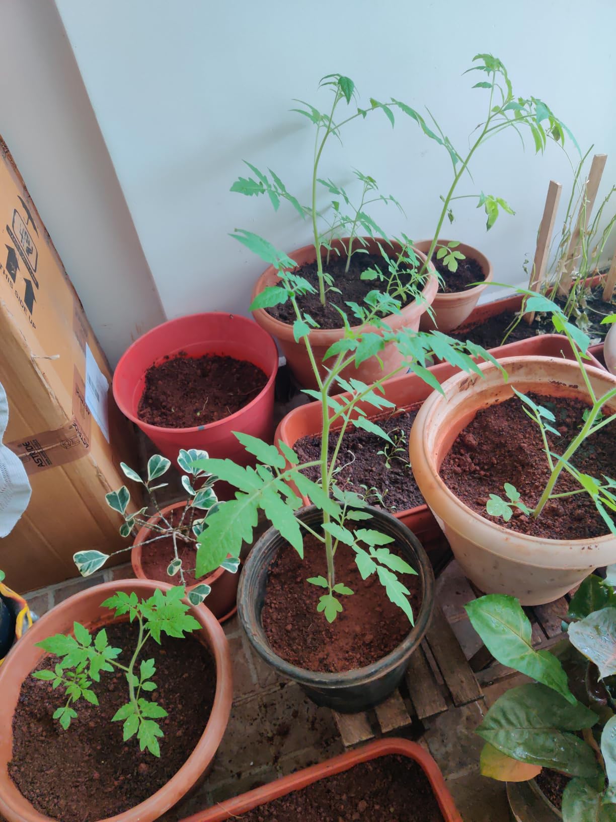 mahasen organic mustard cake (sarso khali) for plants, flower, fruit ...