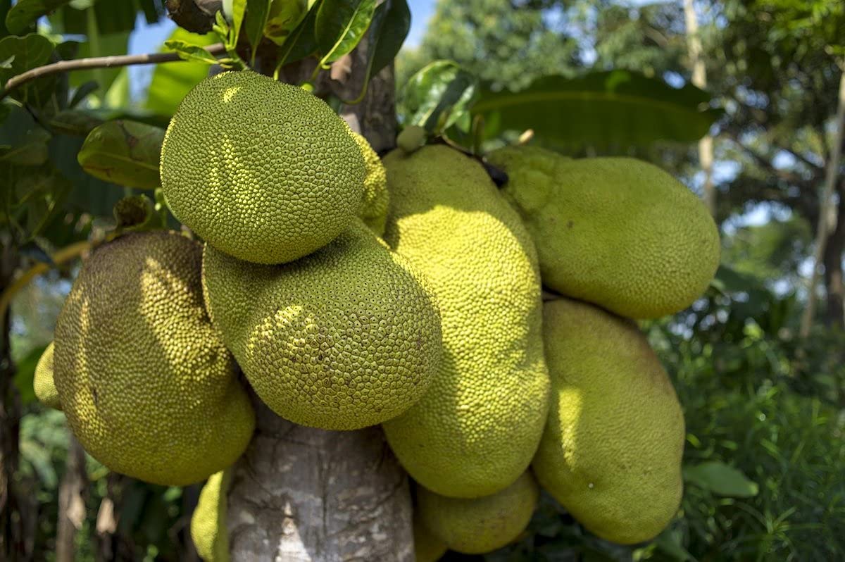 Buy Aiden Gardens Rare Dwarf Variety Hybrid Jackfruit Plants Artocarpus ...