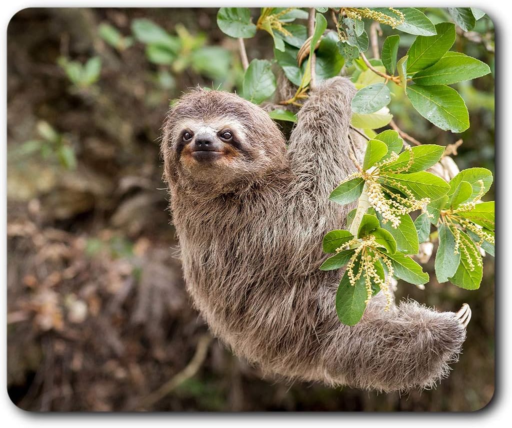 Destination Vinyl Ltd Cute Sloth Mouse Mat Pad - Lazy Dad Brother Uncle ...