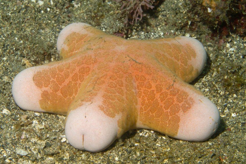 Amazon.com: Granular sea star (Choriaster granulatus) Lembeh Strait ...