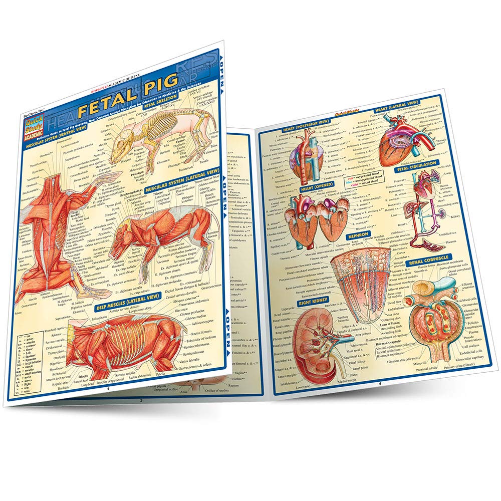 Fetal Pig QuickStudy Laminated Reference Guide (QuickStudy Academic ...