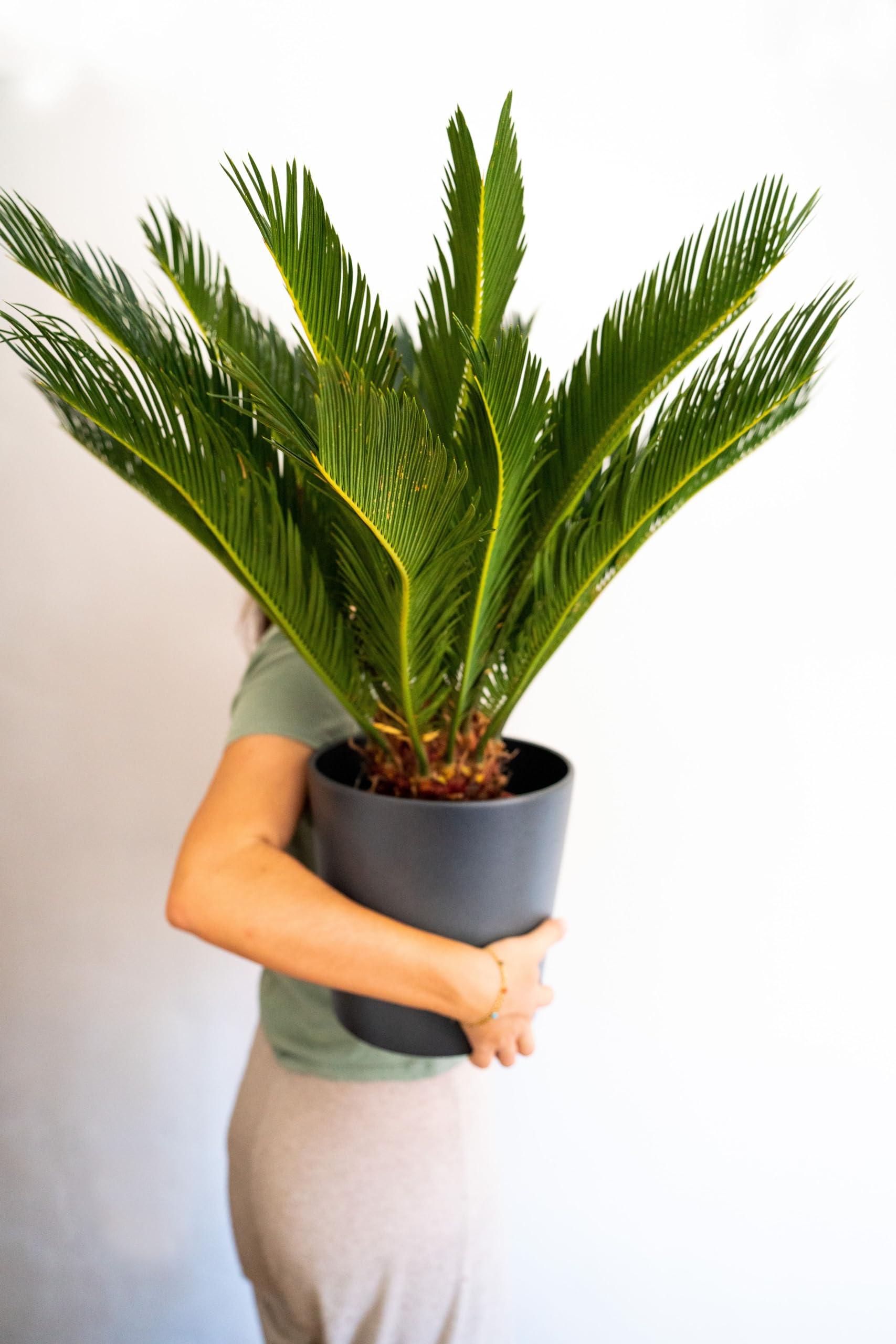 Plantas De Palma En Contenedores Para Exterior 4 Palmeras De Interior