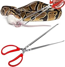 The Truth About Ball Pythons: Are They Really Dangerous? | PetShun