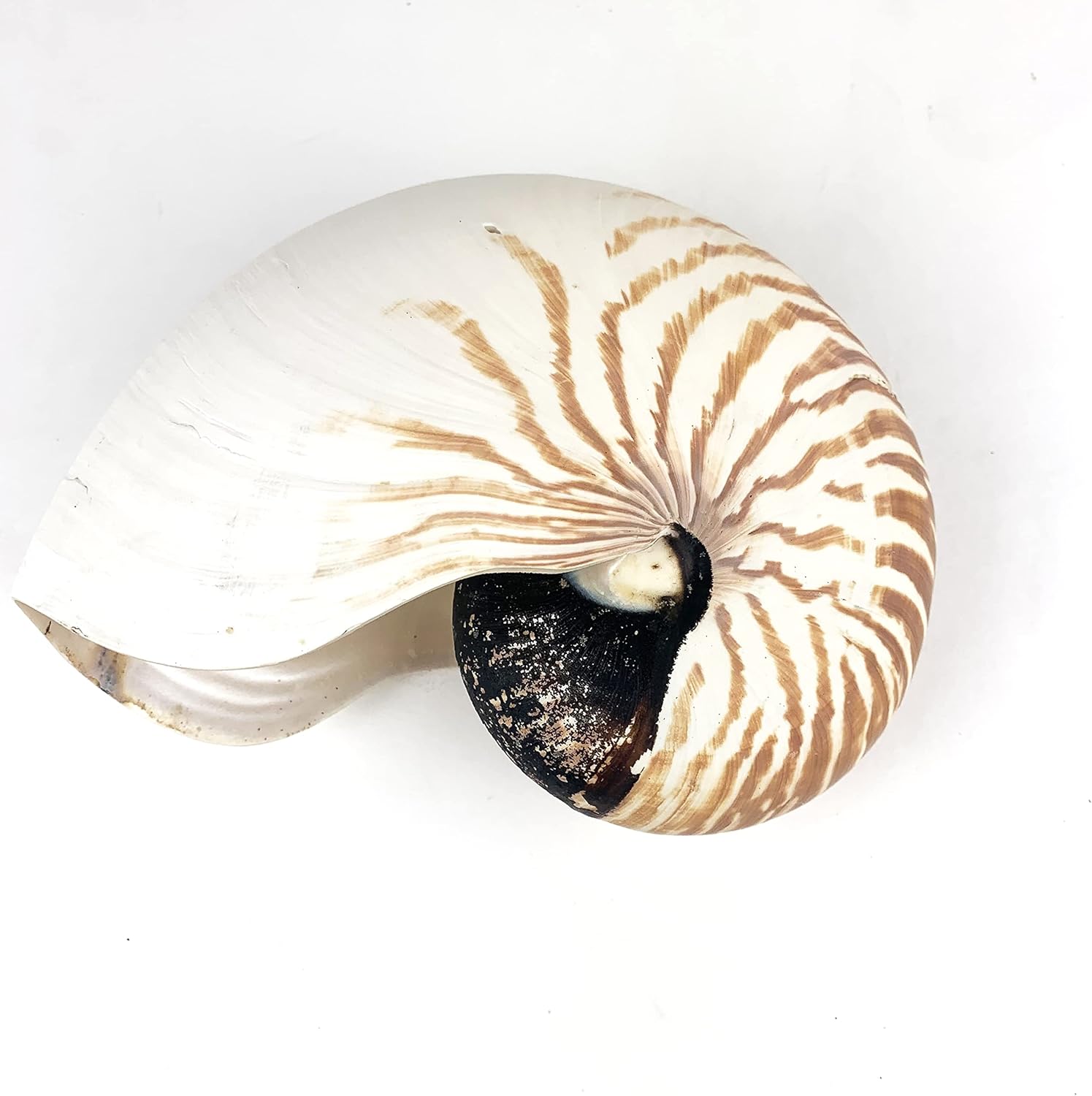 Amazon.com: Heyiwell Natural Chambered Nautilus Seashells,Tiger ...