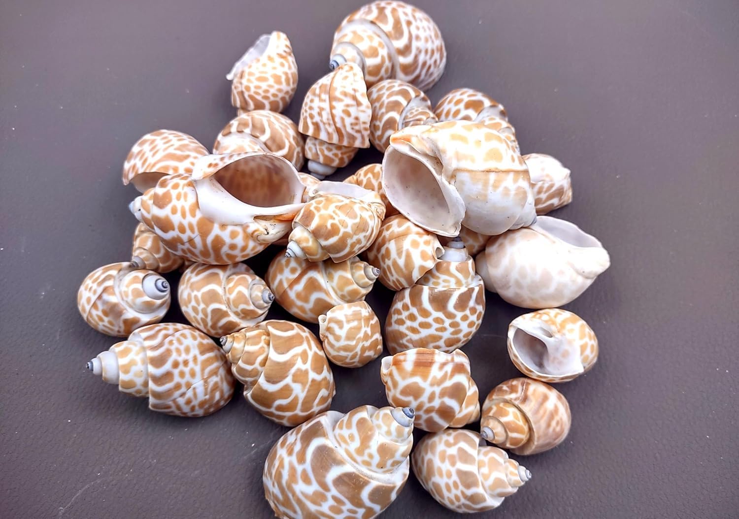 Brown Artificial Sea Shell Bulk Diy Craft Shells For Home | Desertcart ...