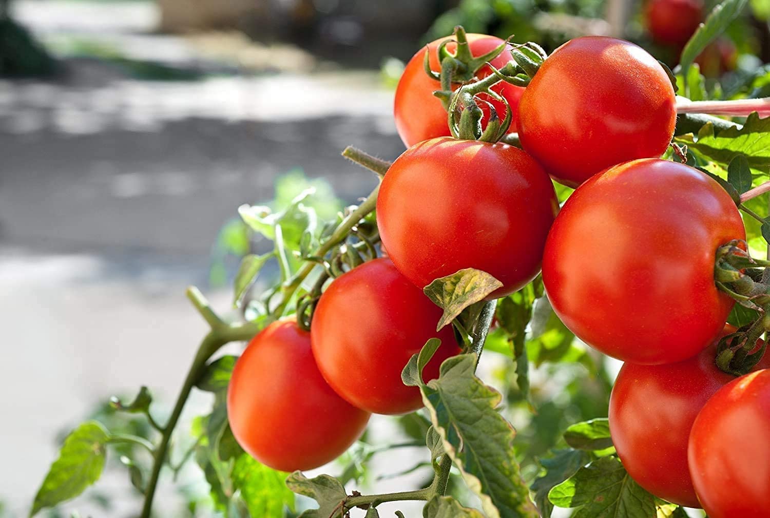 Ramapo F1 Hybrid Tomato Rohrer Seeds, 57% OFF