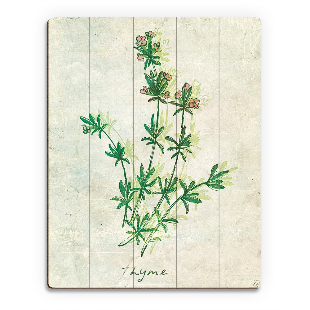 Thyme Drawing