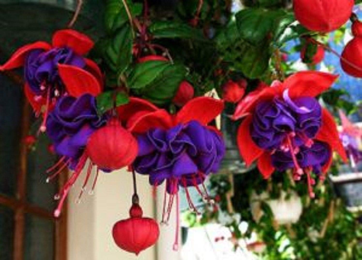 Portal Cool 6 Giant Trailing Fuchsia Dark Eyes Hanging Basket Patio ...