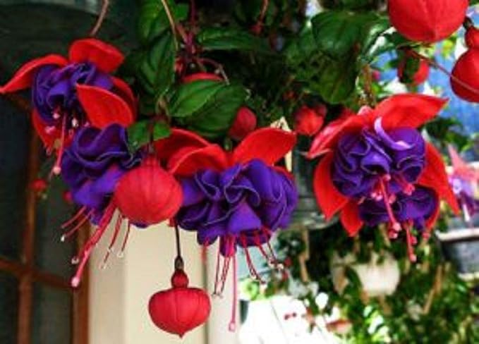 Portal Cool 6 Giant Trailing Fuchsia Dark Eyes Hanging Basket Patio ...