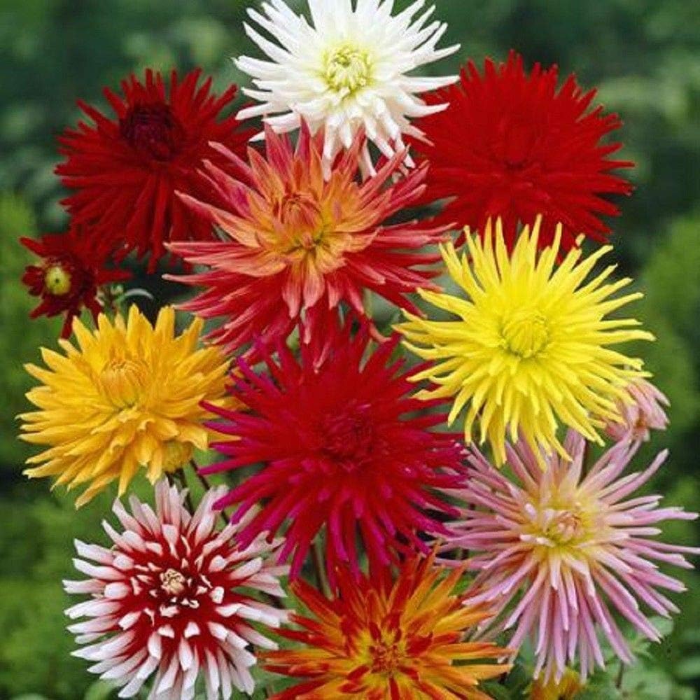 50 Dahlia Variabilis Dwarf Dandy Mix Seeds - Mixed Colour Flowers - 50 ...