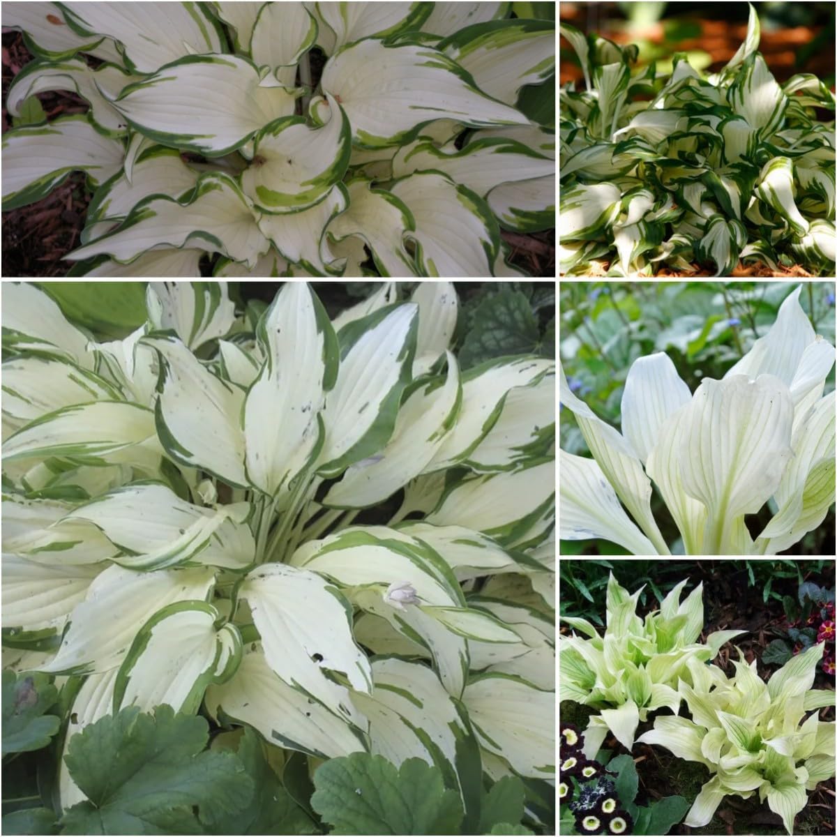 Amazon.com : 150-Mixed White Feather Hosta Plant Seeds : Patio, Lawn ...