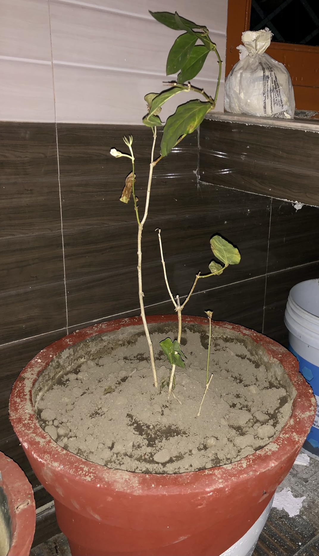 REMASLARIC-Beautiful All Season Mogra Jasmine/Beli Flower Plant Tree ...