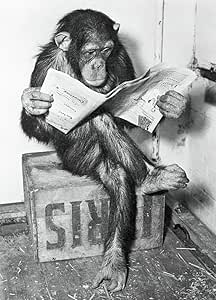 Close Up Poster Chimpanzé lit Le Journal - Chimpanzee Reading Newspaper ...