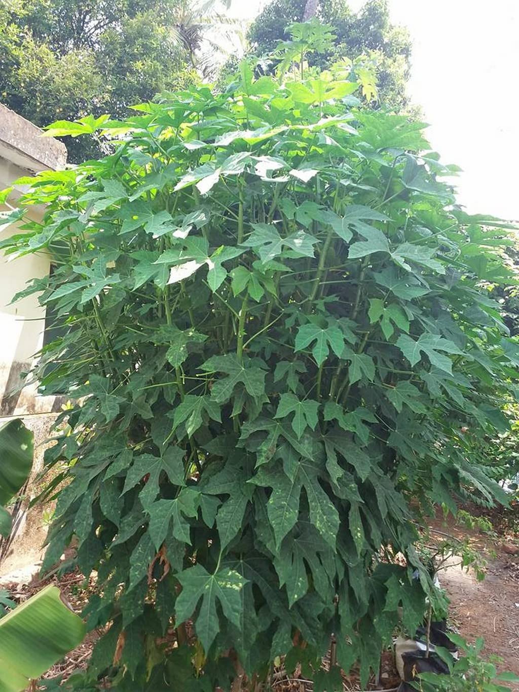 Buy Creative Farmer Plants For Home Gardening Chaya (Cnidoscolus ...