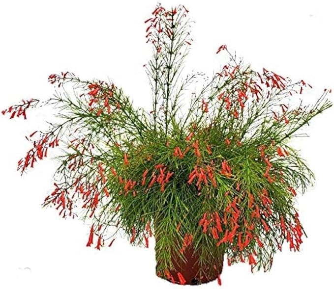 Amazon.com : Firecracker Bush Red 6" Pot by UPlant : Patio, Lawn & Garden
