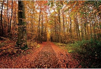 Amazon.com : Laeacco Fall Forest Backdrops for Photography 10x8FT ...